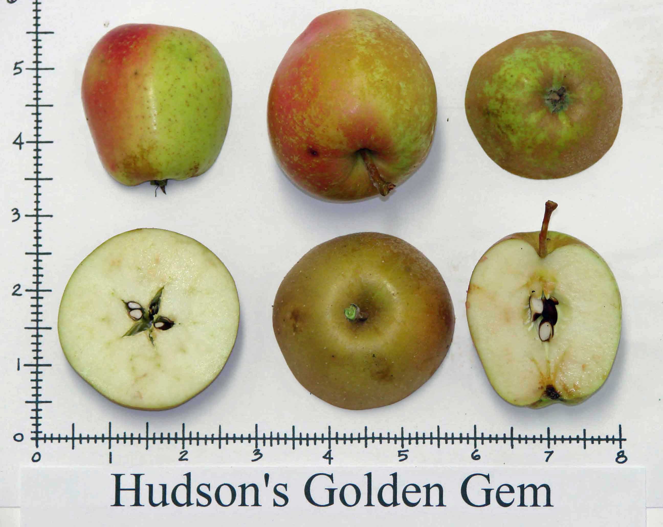 Хадсонс Голден Джем (Hudson's Golden Gem) - форум-виноград