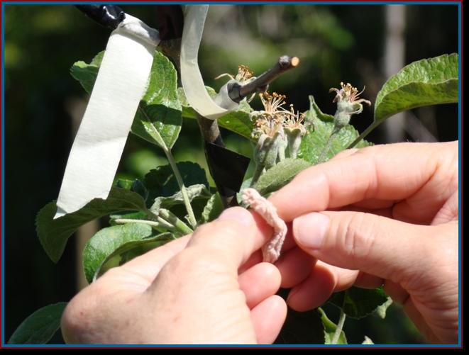 Maggot Barrier How-To | Seattle Tree Fruit Society